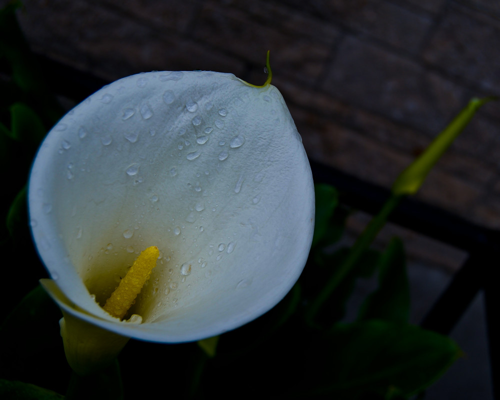 2 Quote A Flower Daily-Calla Lily – 2 Quote A Flower